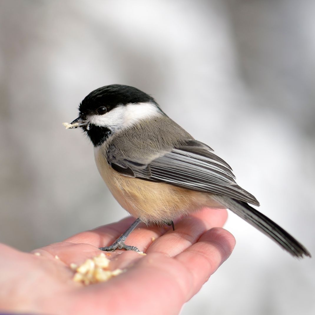 Alaskan Story – Tartan Chickadee®